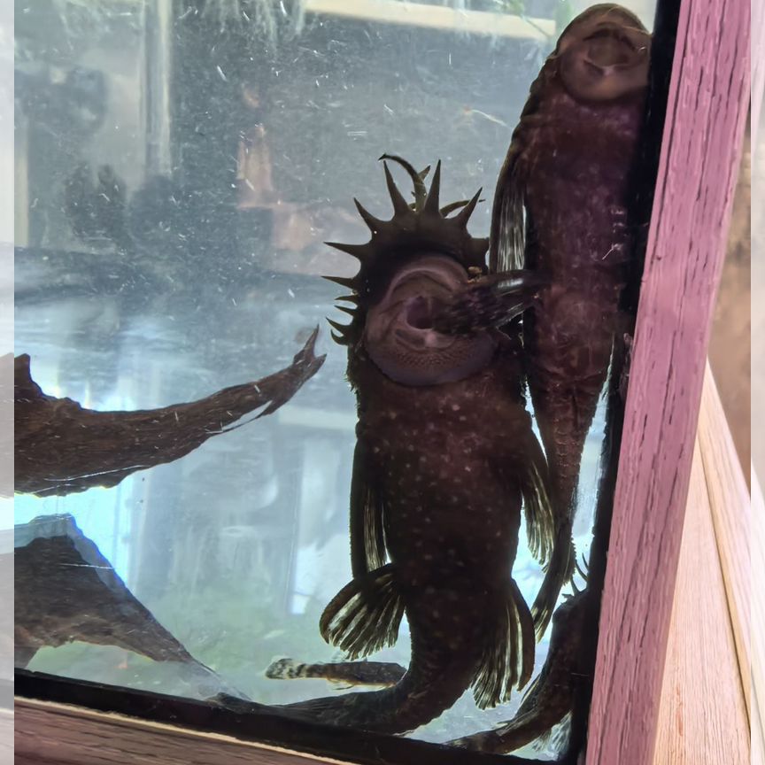 Сом анциструс 15 шт