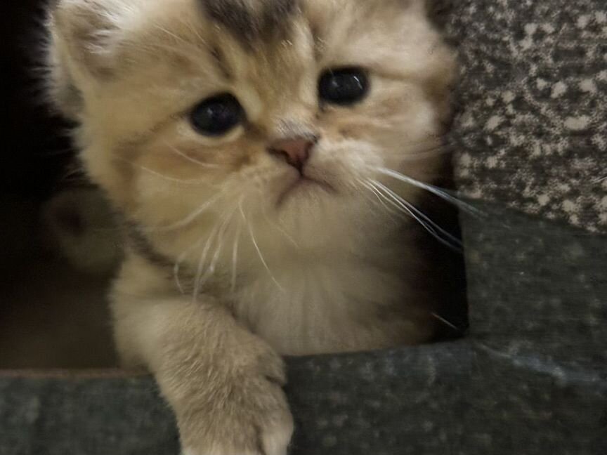 Британские котята