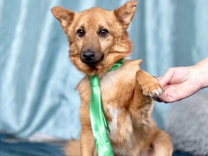 Маленькая собака в добрые руки бесплатно