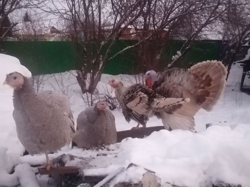 Индюк и индюшки