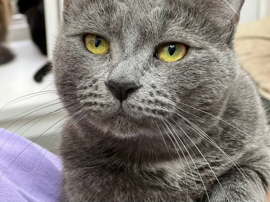 Лиза 2 года ишет надёжную семью