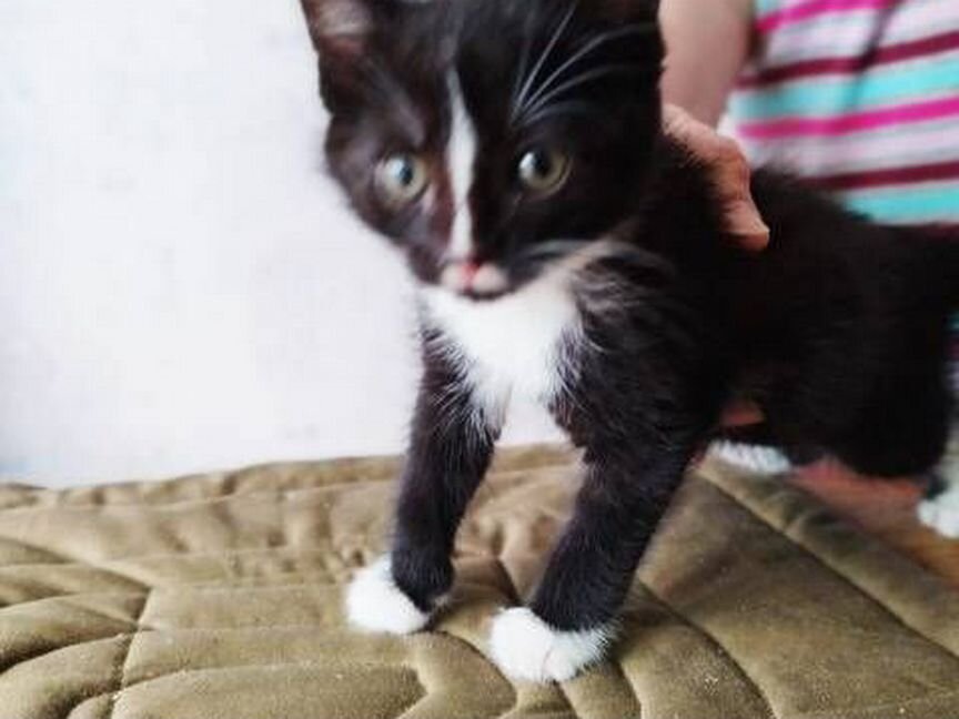 Отдам котенка