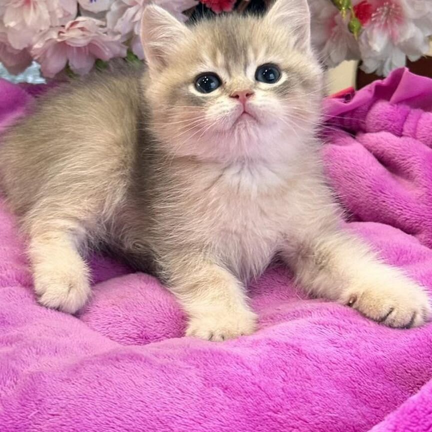Британский котик голубое золото