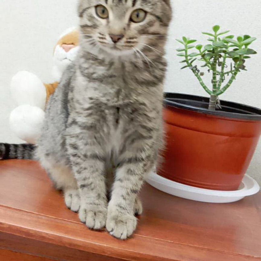 Крошка в добрые руки