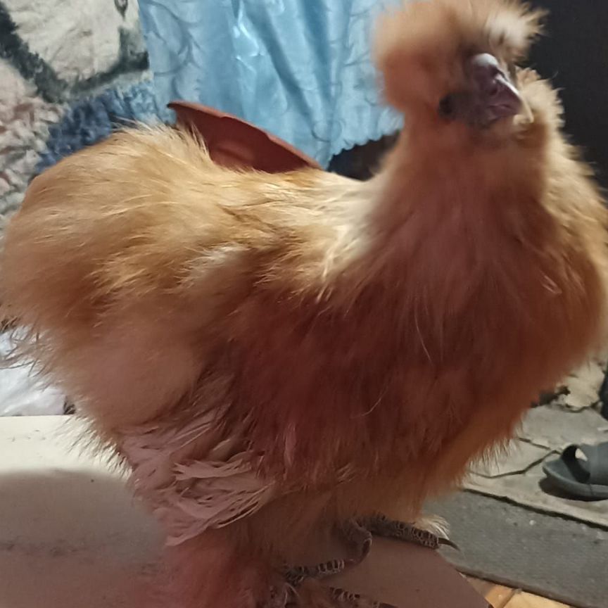 Петухи породистые