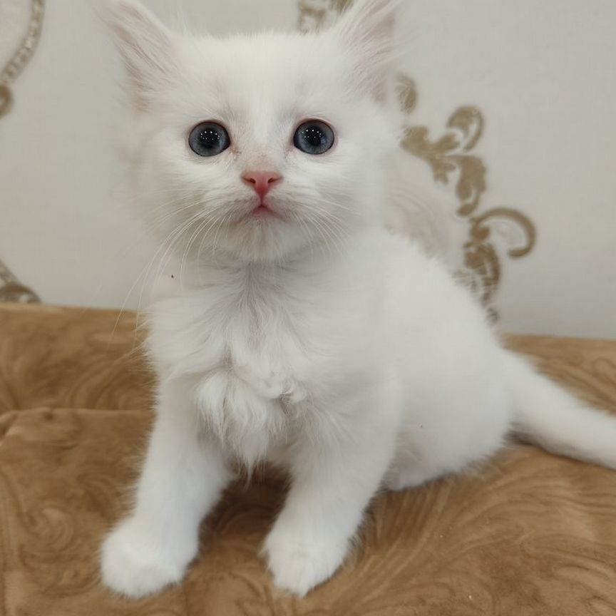 Шотландский прямоухий длинношёрстный котёнок