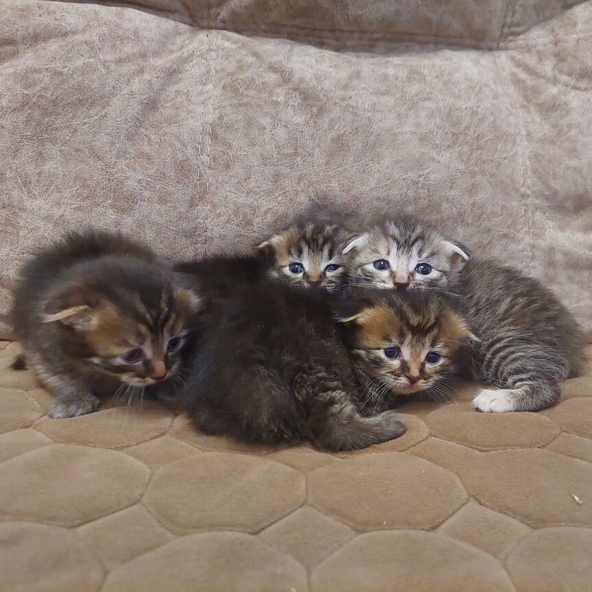 Шотландский вислоухий длинношёрстный котёнок