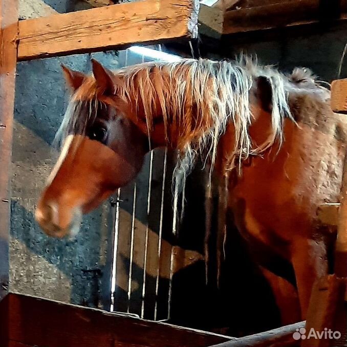 Арабская кобыла