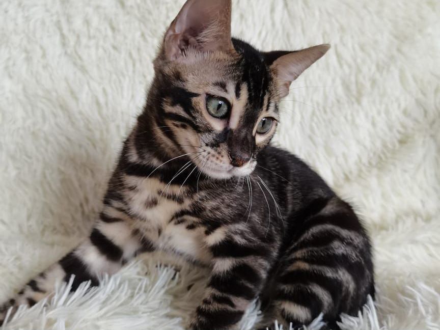 Бенгальские котята