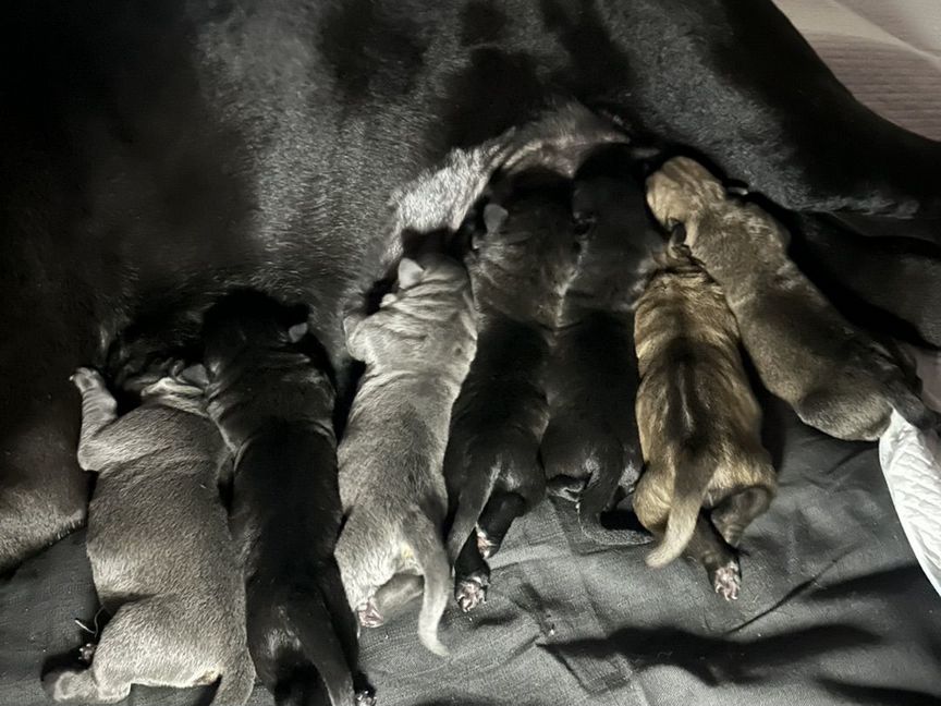 Щенки кане Корсо