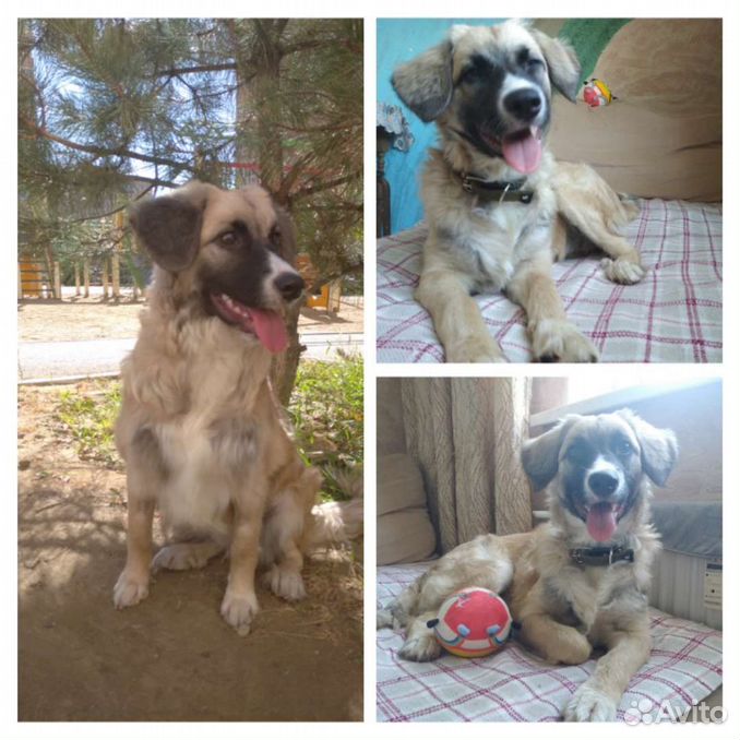 Красивая метиска