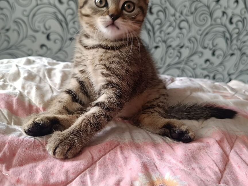 Продам скотиш- страйт Шотландская