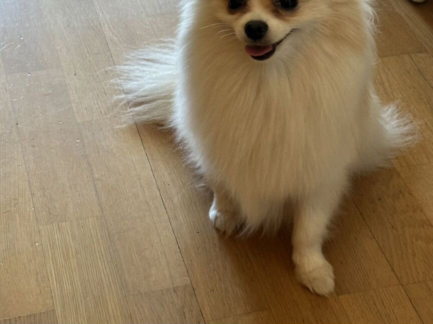 Немецкий шпиц мини