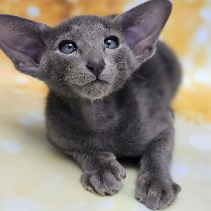 Ориентальный котёнок