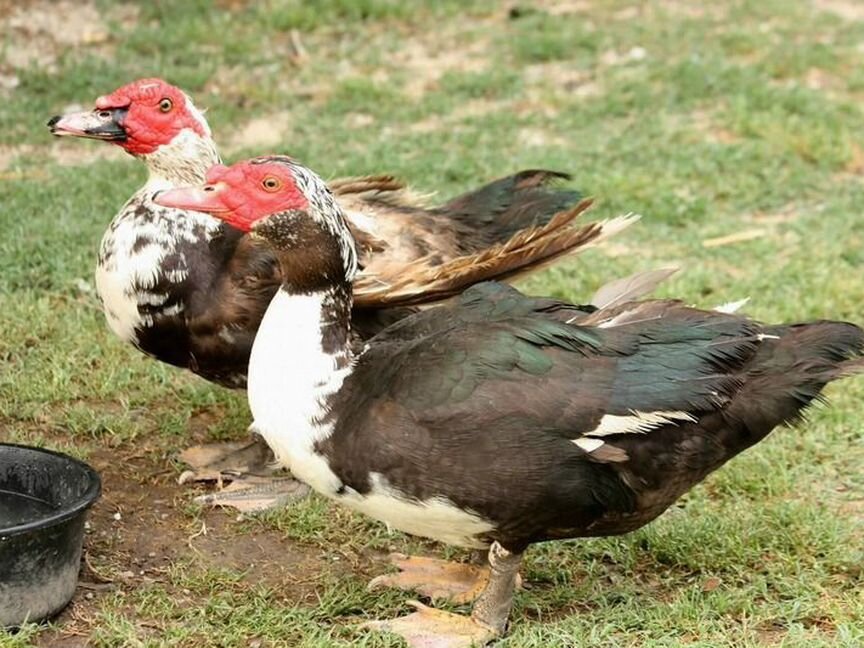 Мускусные утки (индоутка)