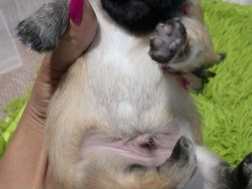 Щенки пекинеса