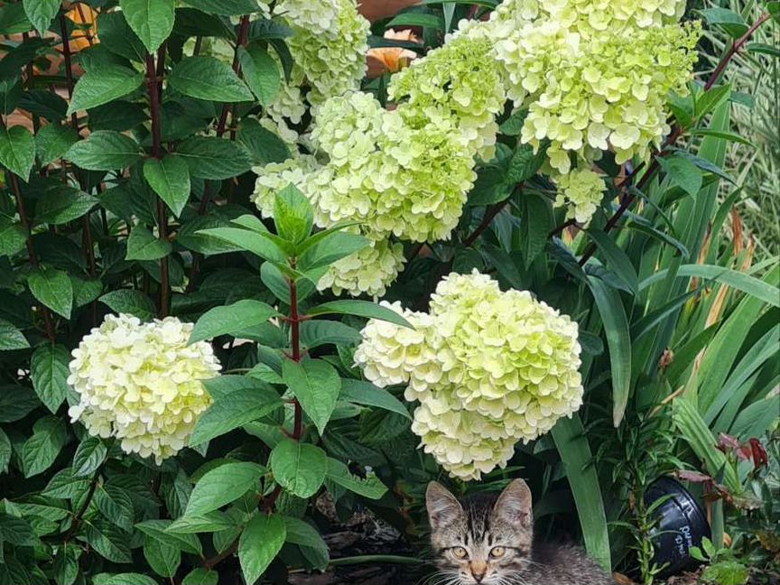 Котик в добрые руки