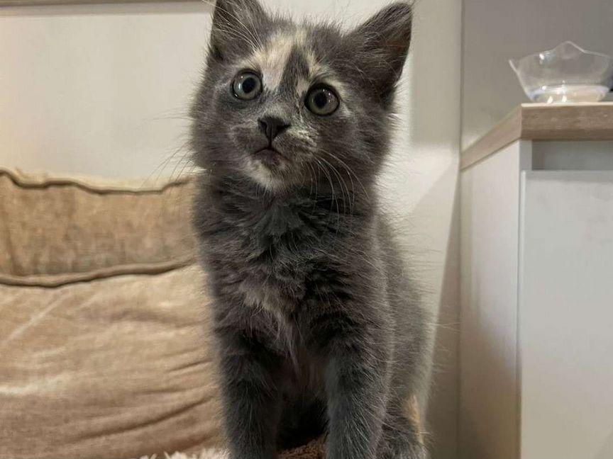 Котёнок