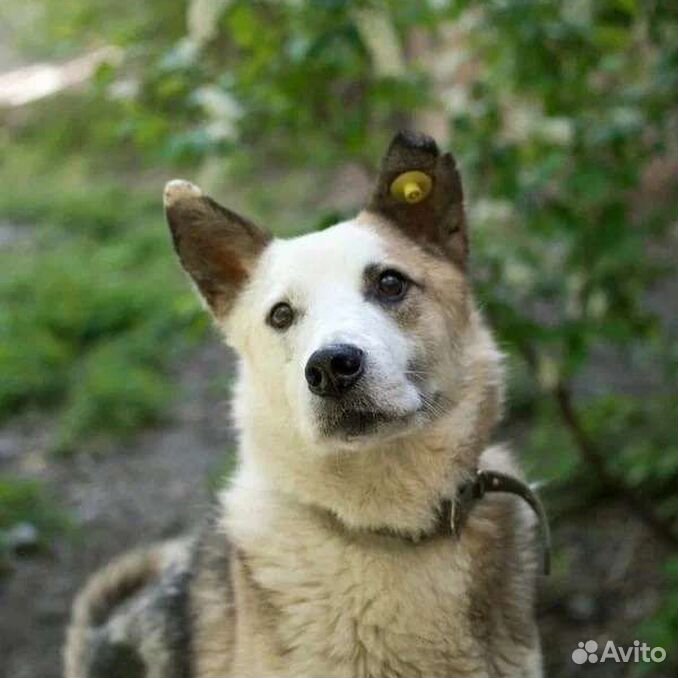 Цветочек в поисках дома