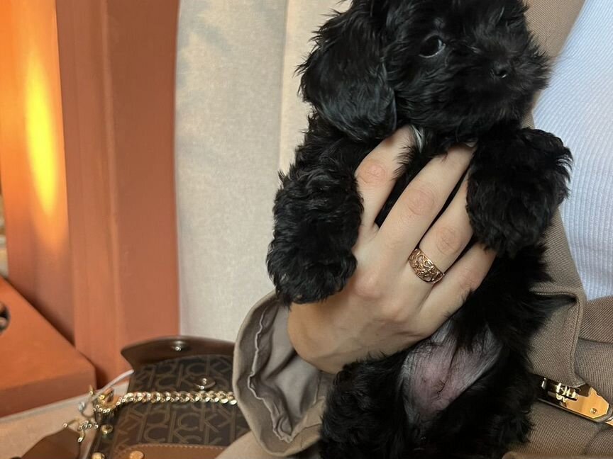 Мальтипу мини