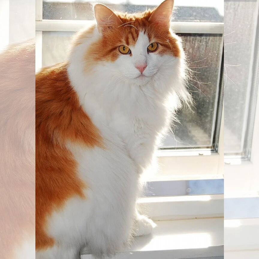 Кот