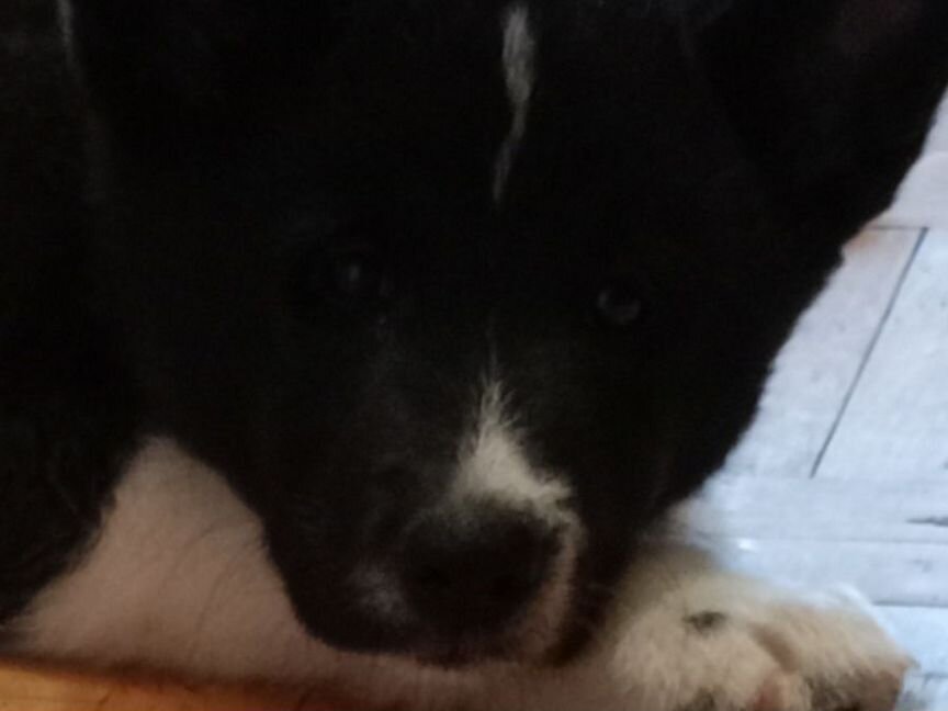 Щенкок американской акиты