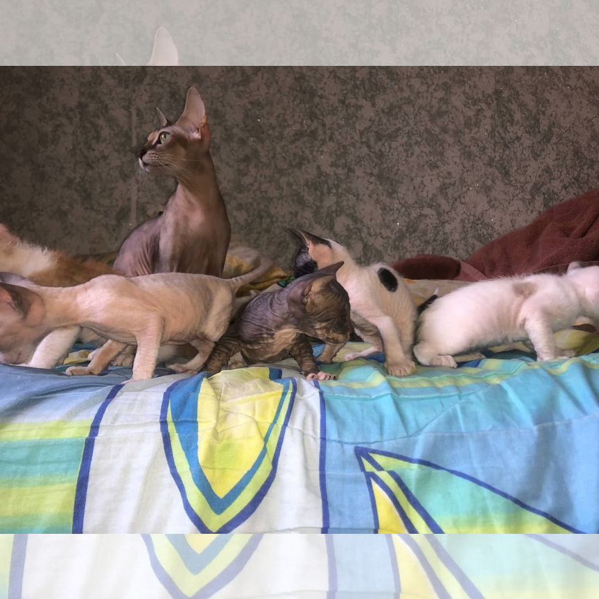 Донской сфинкс котята