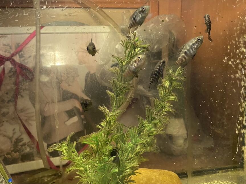 Манагуанская цихлазома 3-5 см