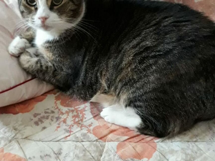 Кошечка Василиса