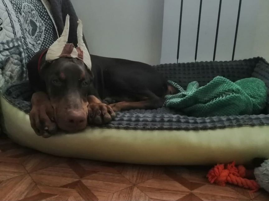 Щенок добермана