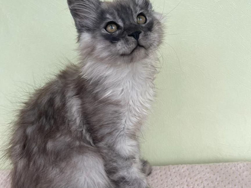 Эксклюзивный котенок