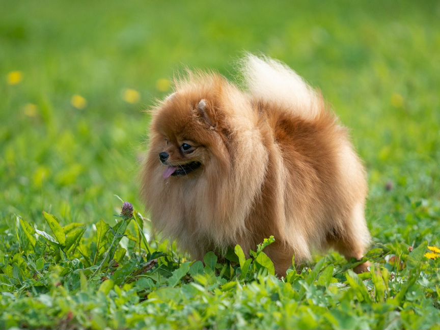 Мини шпиц померанский (девочка)