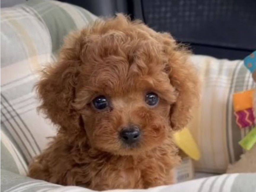 Тикап-пудель