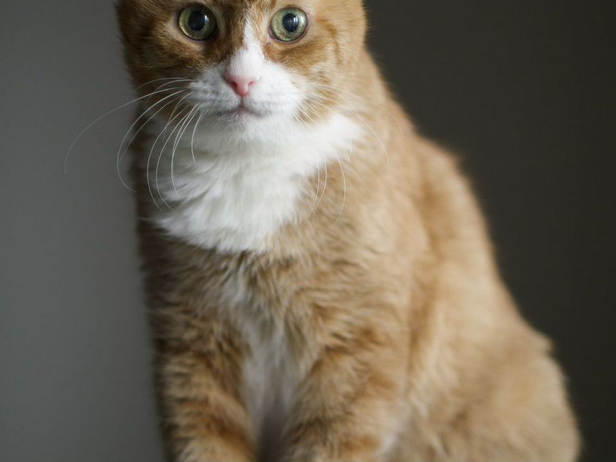 Неподражаемый Честер (кот)