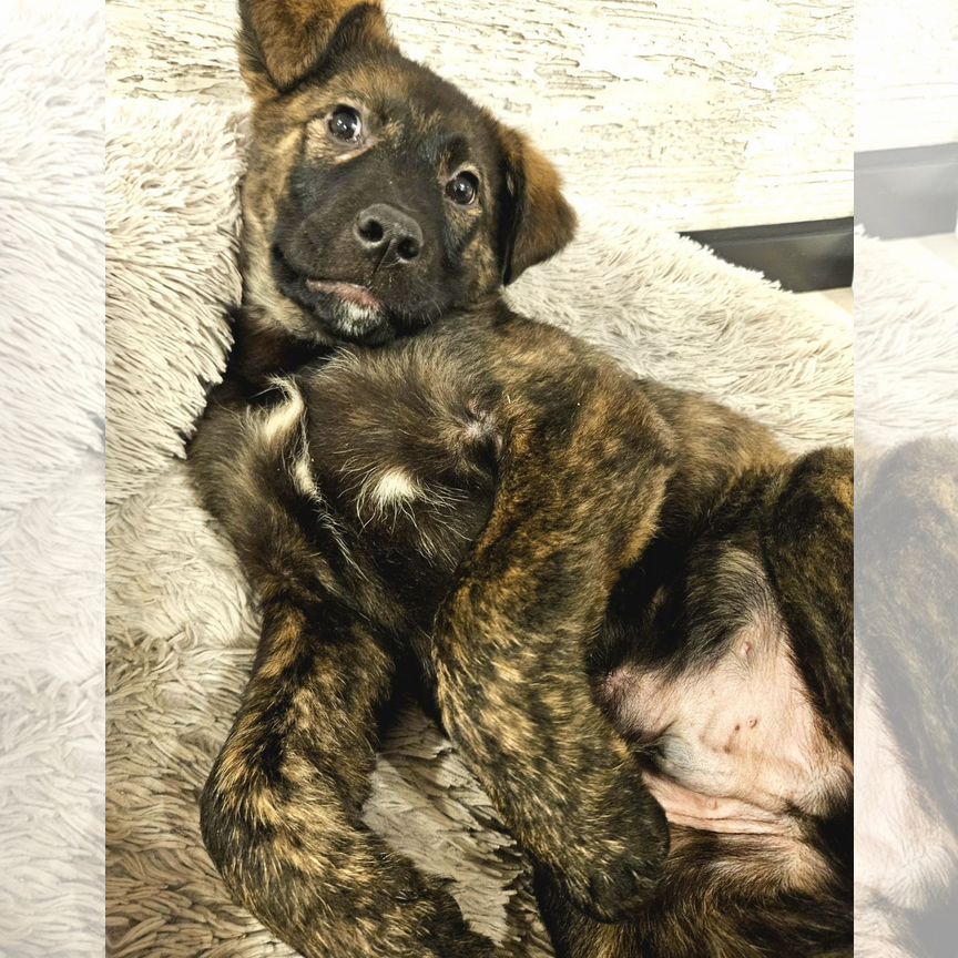 Лабрадор-ретривер, щенок