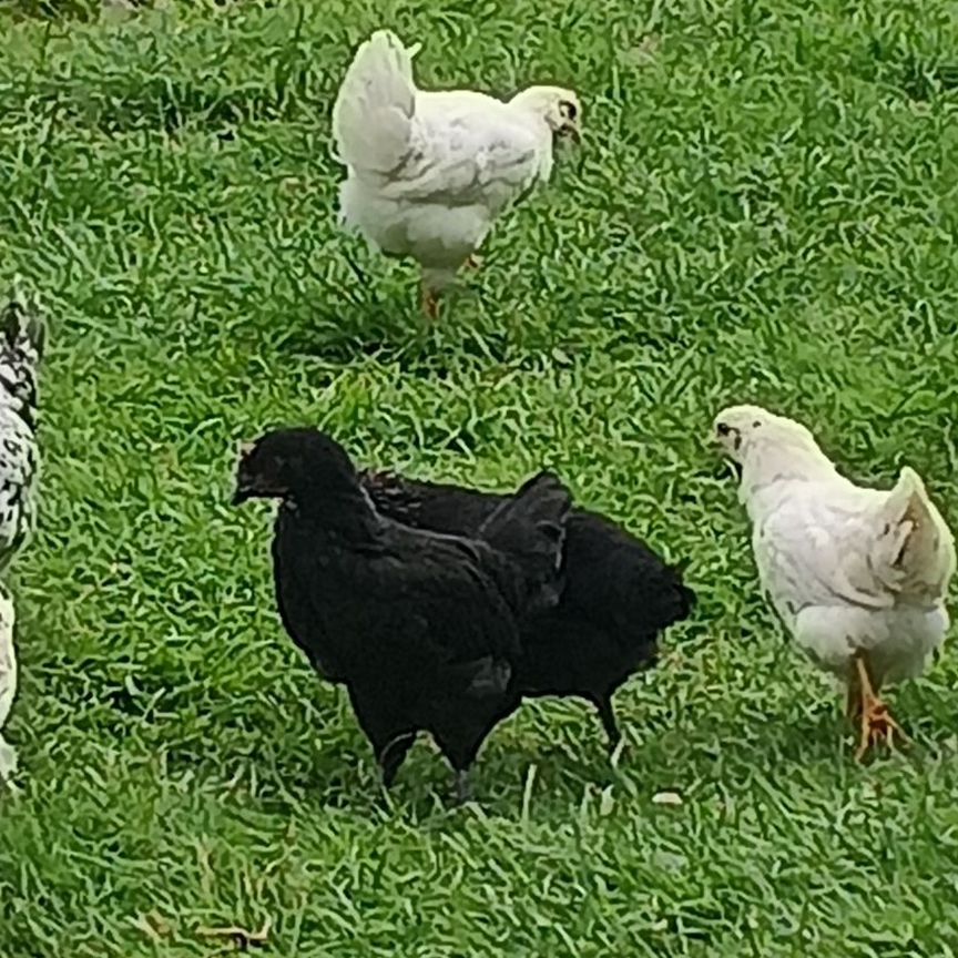 Продам цыплят от своих кур несушек