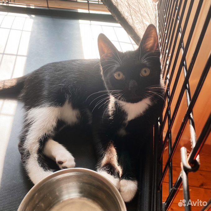 Ласковый котёнок заждался в клетке 4 м