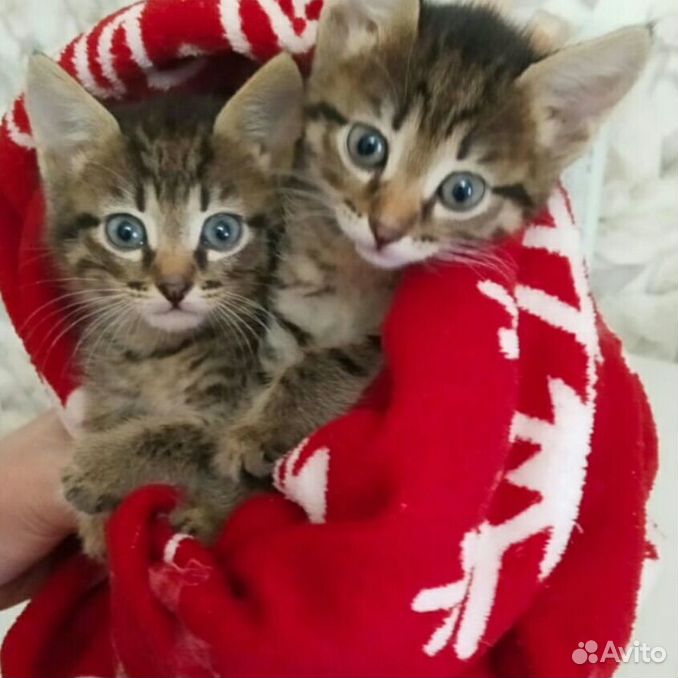 Котята Вася и Ася ищут дом