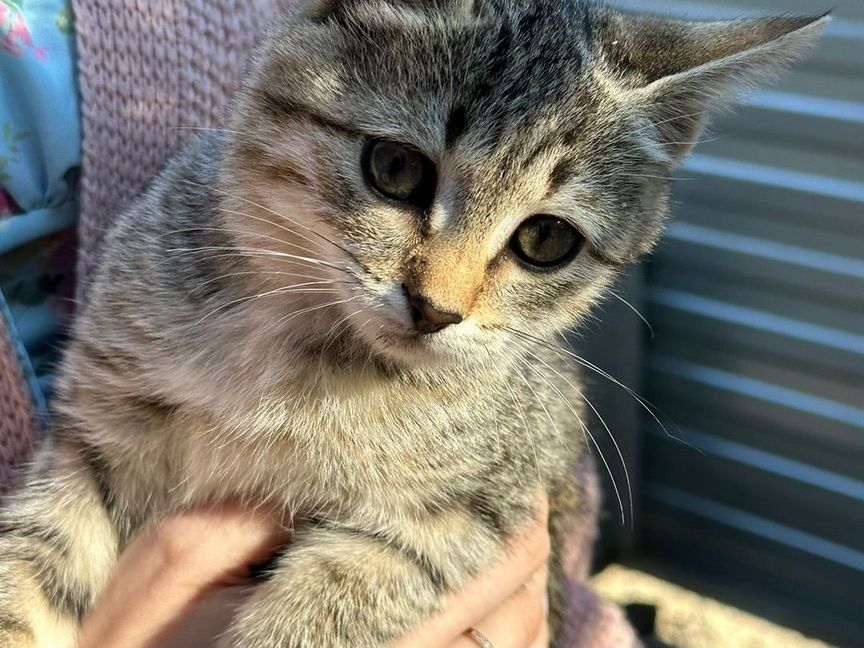 Котёнок