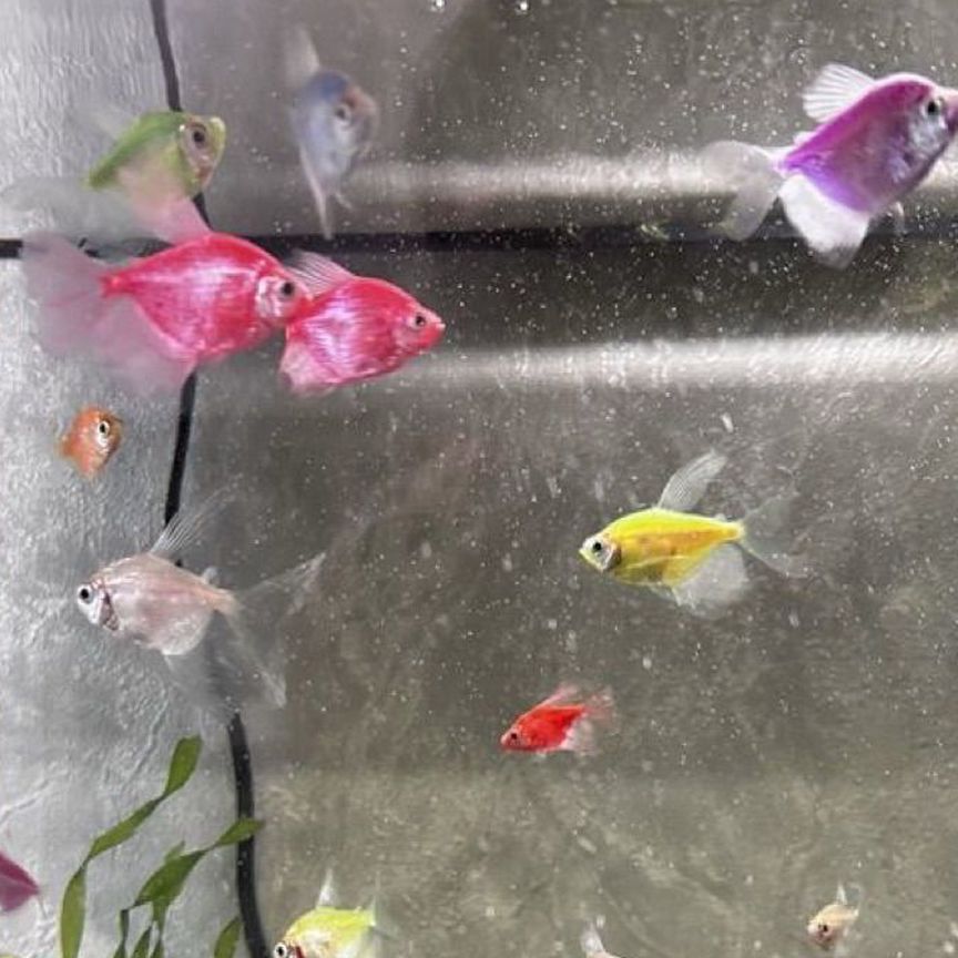 Тернеция вуаль