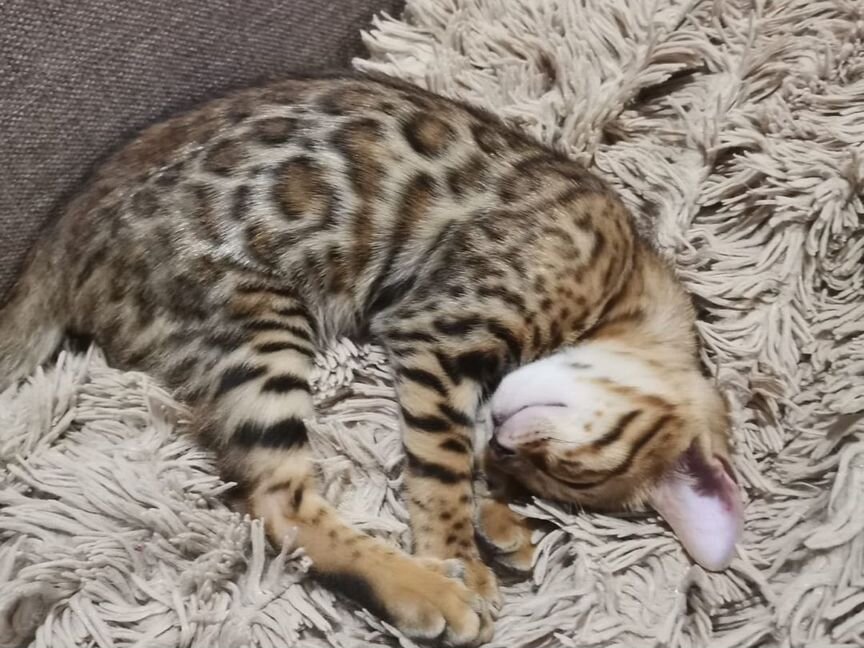 Бенгальские котята(кот)