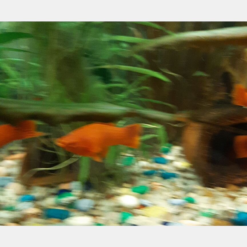 Рыба,рубиновые меченосцы