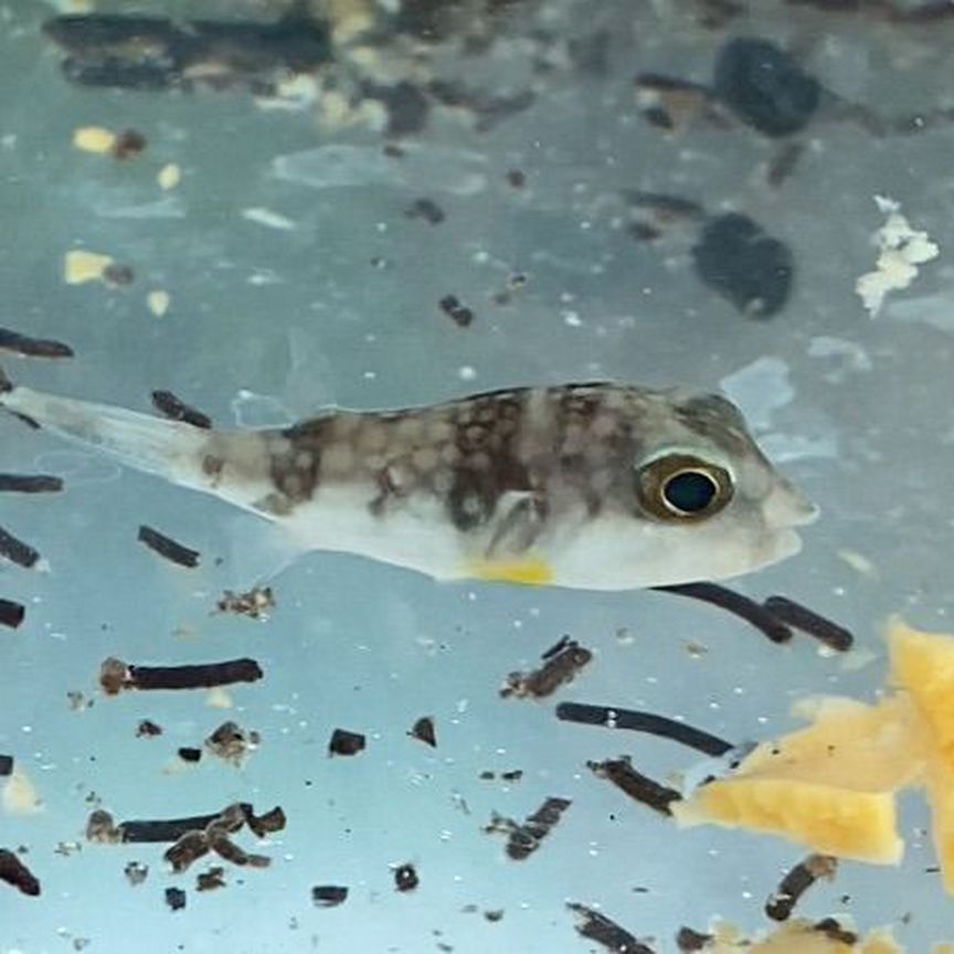 Тетрадон патока