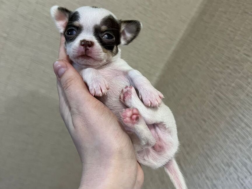 Щенки чихуахуа мини гладкошерстные