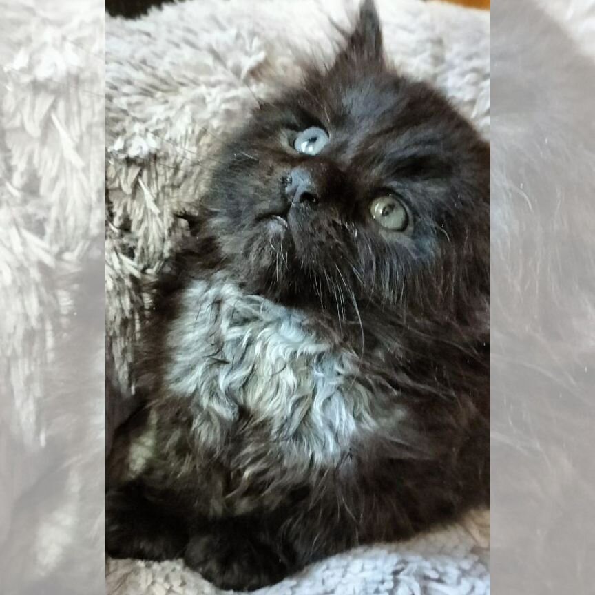 Мейн-кун котёнок