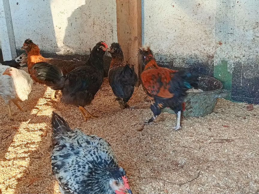 Куры павловские