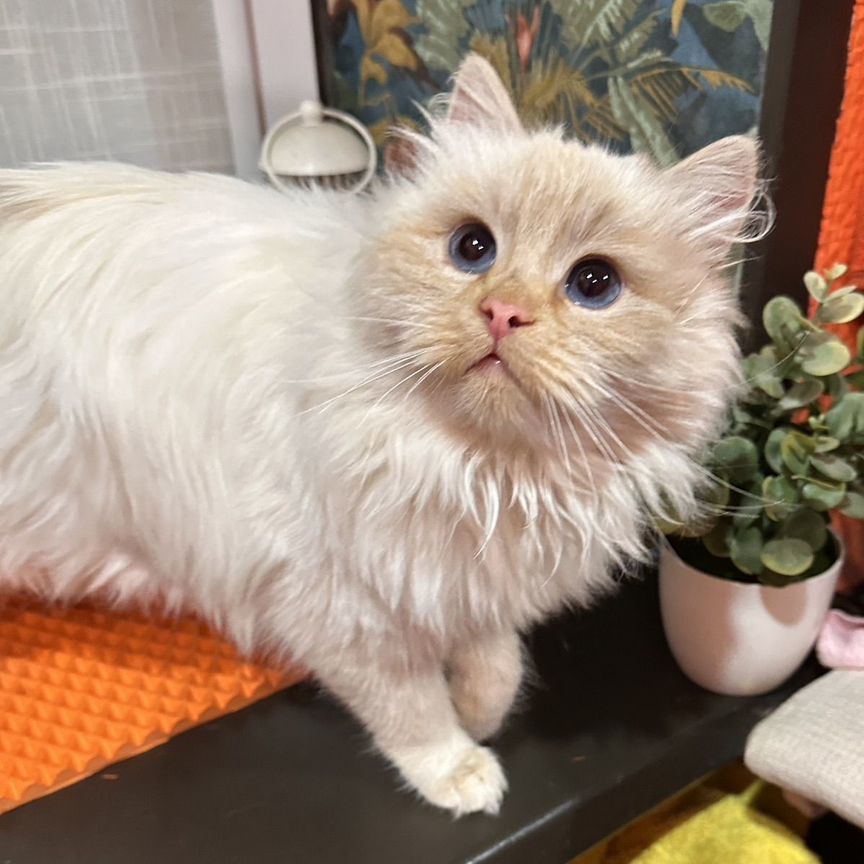 Кошка в добрые руки