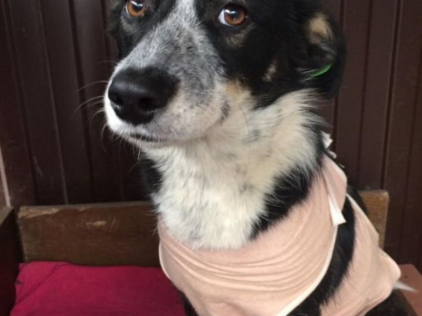 Веснушка, в добрые руки