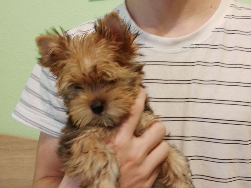 Йоркширский терьер щенки