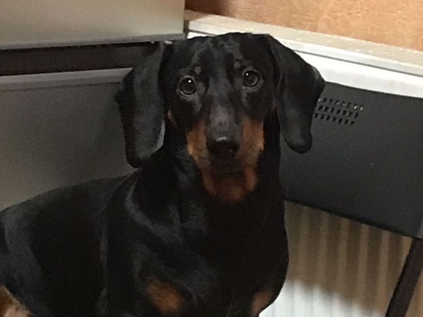 Собаки бесплатно такса